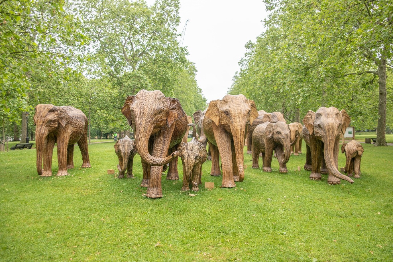 What do elephants have to do with climate change? | Elephant Family