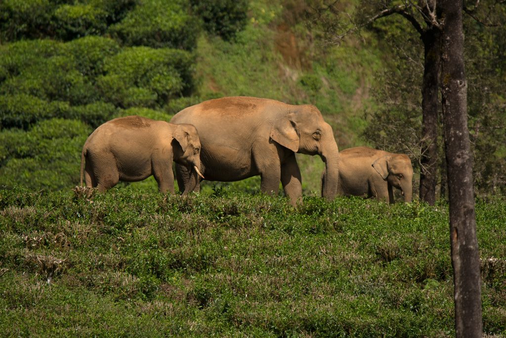 Conservation Partner Profile: Ganesha N | Elephant Family