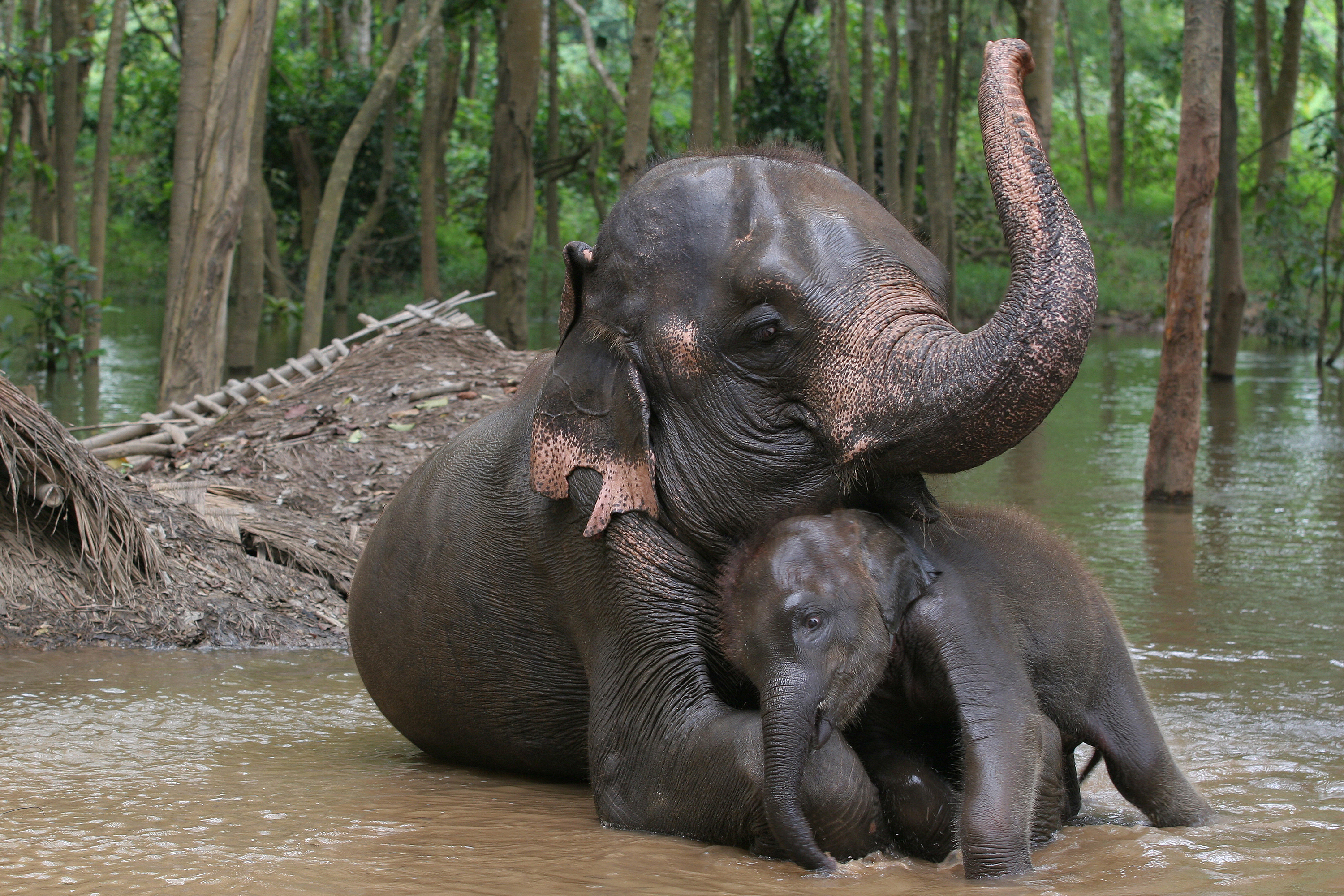 The Great Elephant Migration: 100 life-sized Indian elephants tour the U.S